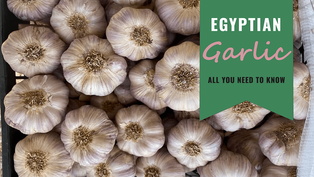 Egyptian garlic: Top Facts, Importing Guide, and Exporters - Gezira United